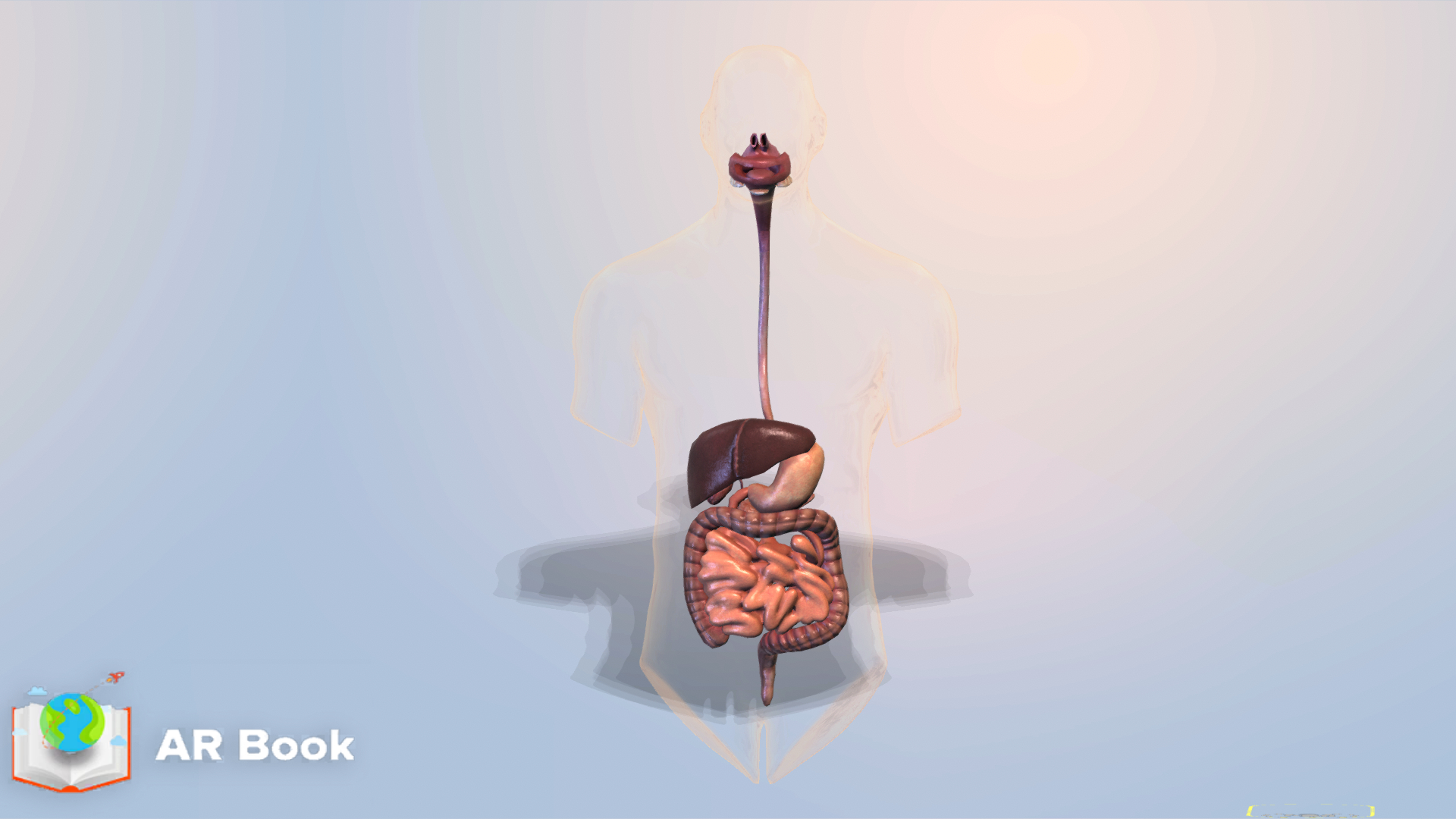 Living organism (digestive system) AR/3D | Science | Grade 8