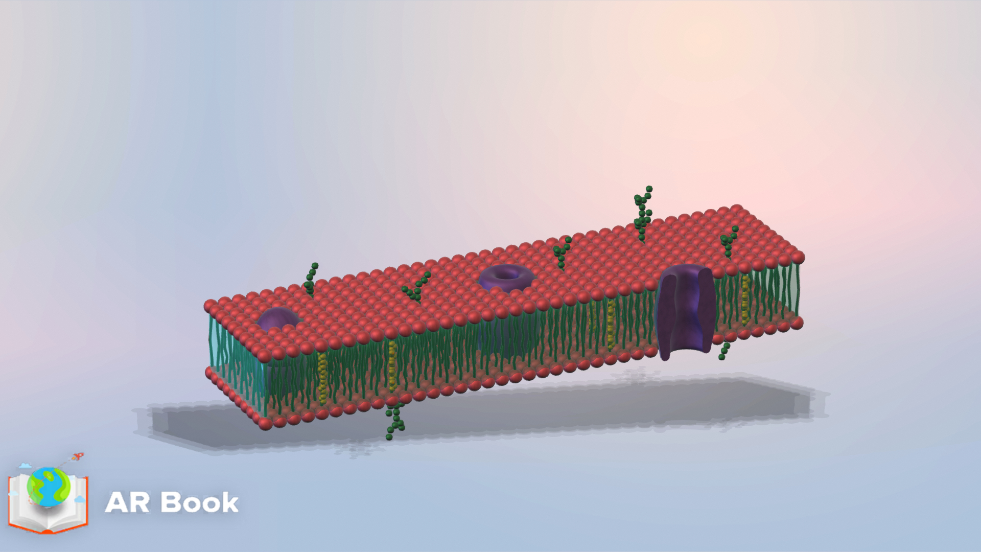Structure of the cell membrane AR/3D | Science | Grade 9