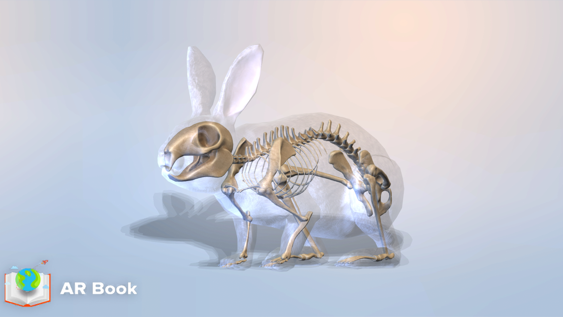 Skeletal system of the rabbit AR/3D | Science | Grade 7